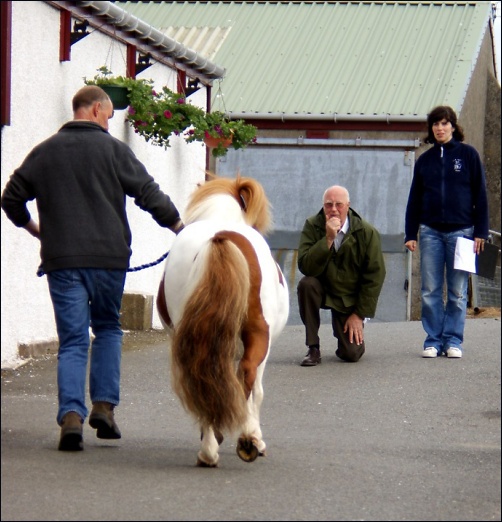 Shetland Pony Evaluation Scheme | Pony Breeders of Shetland Association