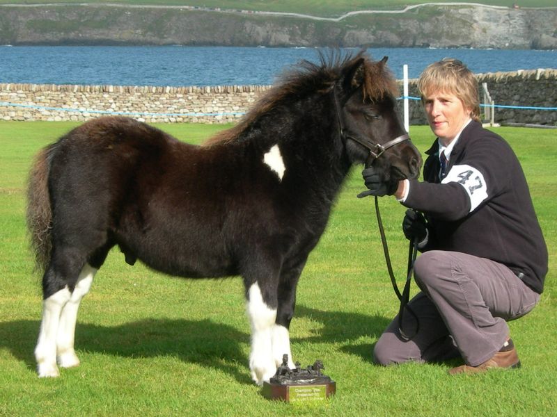 Hollydell | Pony Breeders of Shetland Association