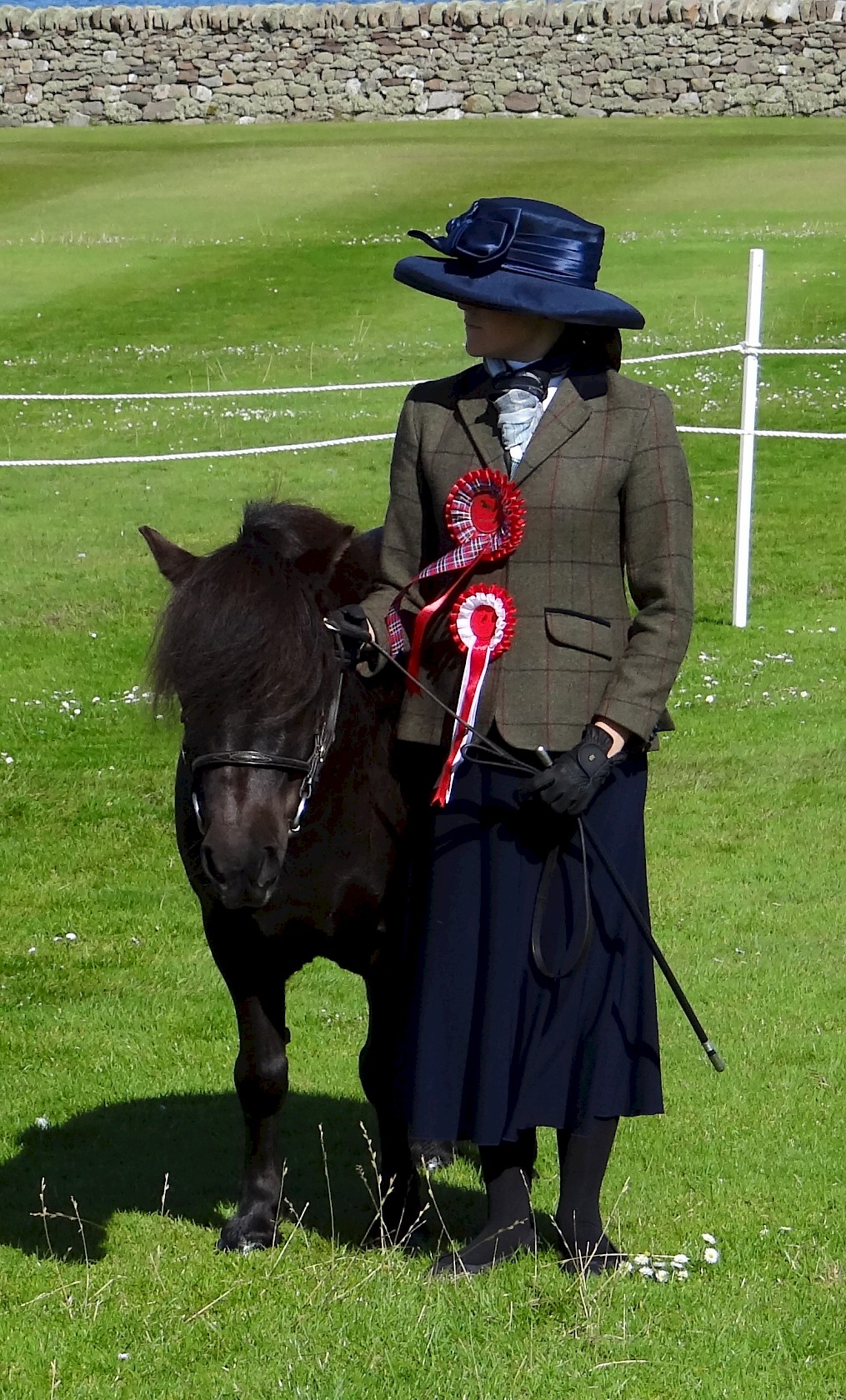 Viking 2015 | Pony Breeders of Shetland Association