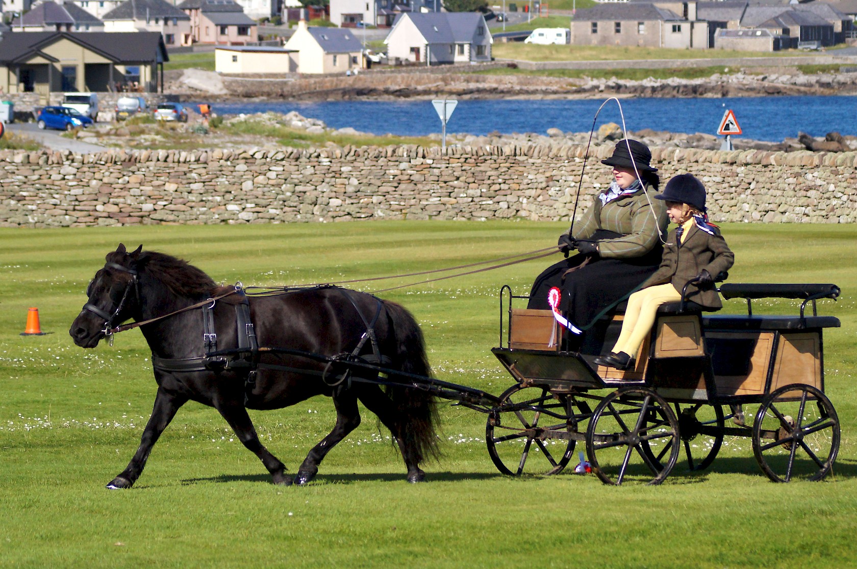 Viking 2015 | Pony Breeders of Shetland Association