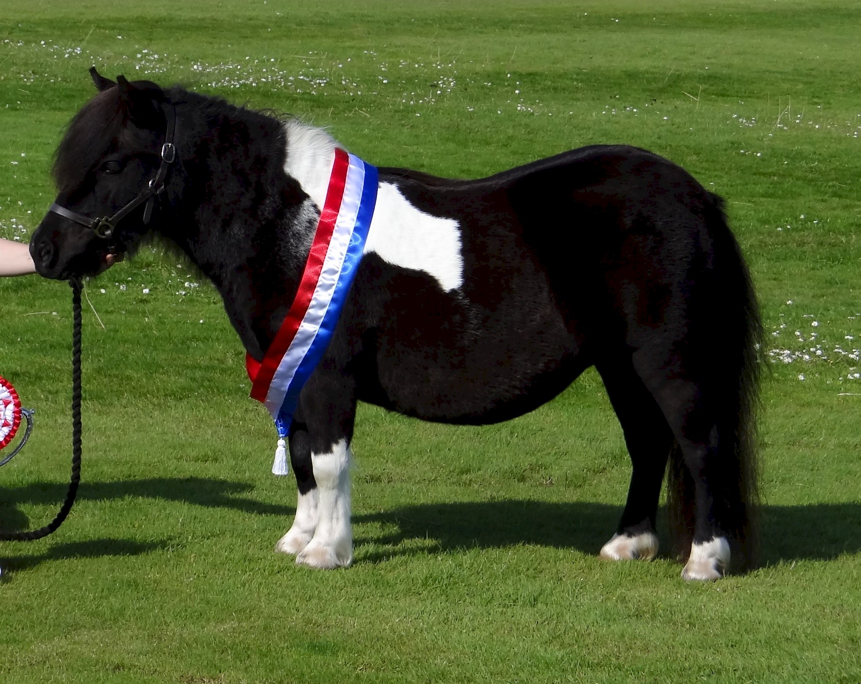 Viking 2015 | Pony Breeders of Shetland Association