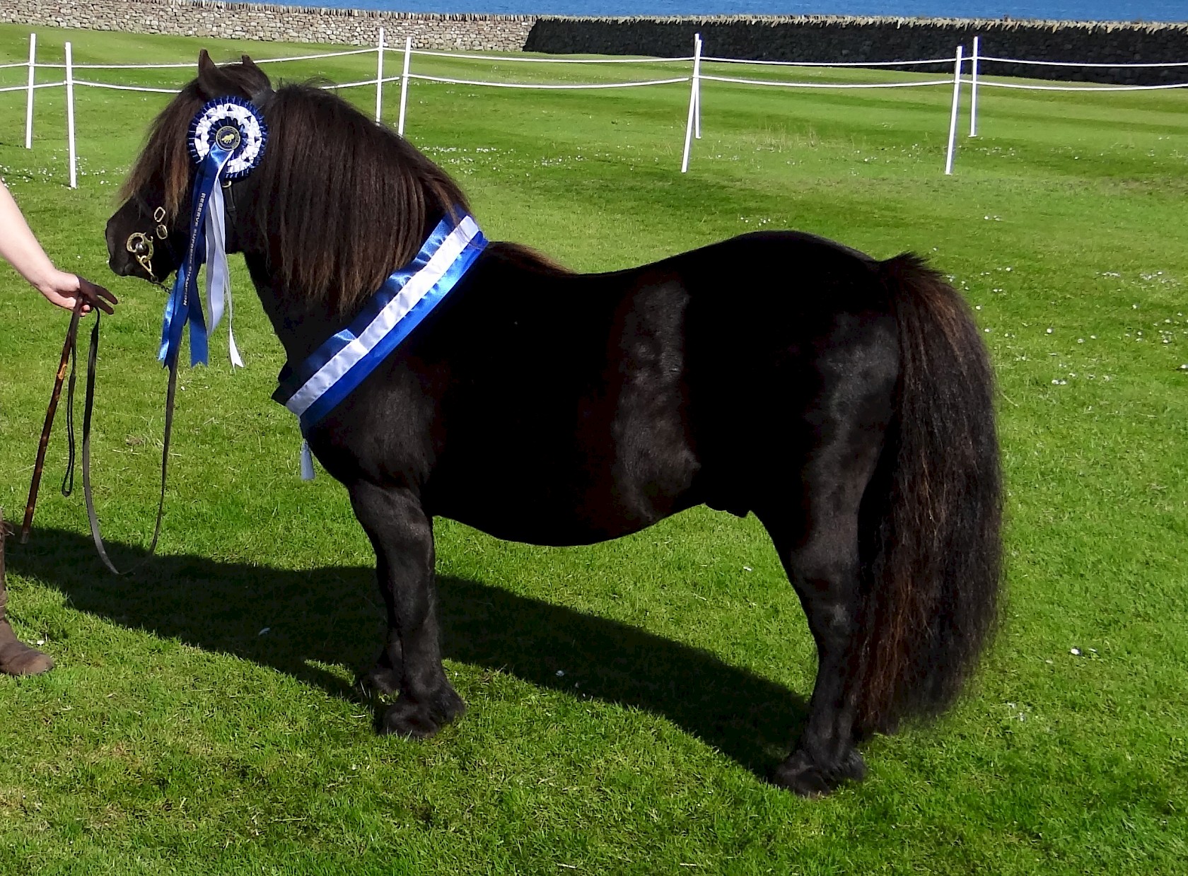 Viking 2015 | Pony Breeders of Shetland Association