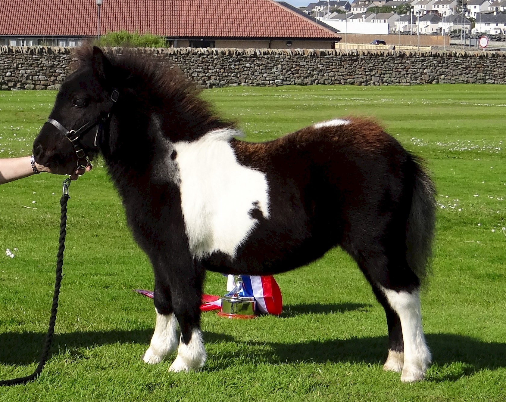 Viking 2015 | Pony Breeders of Shetland Association