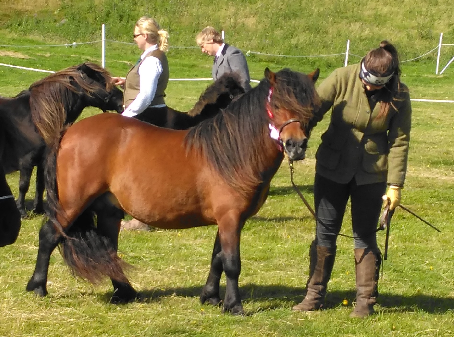 Viking Show 2017 | Pony Breeders of Shetland Association