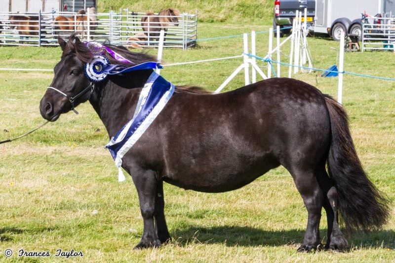 Viking Show 2017 | Pony Breeders of Shetland Association