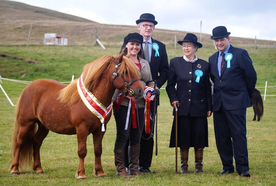 Viking Shetland Pony Show 2018 | Pony Breeders of Shetland Association