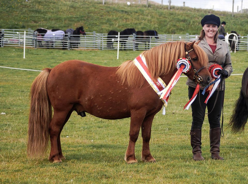 Viking Shetland Pony Show 2018 | Pony Breeders of Shetland Association