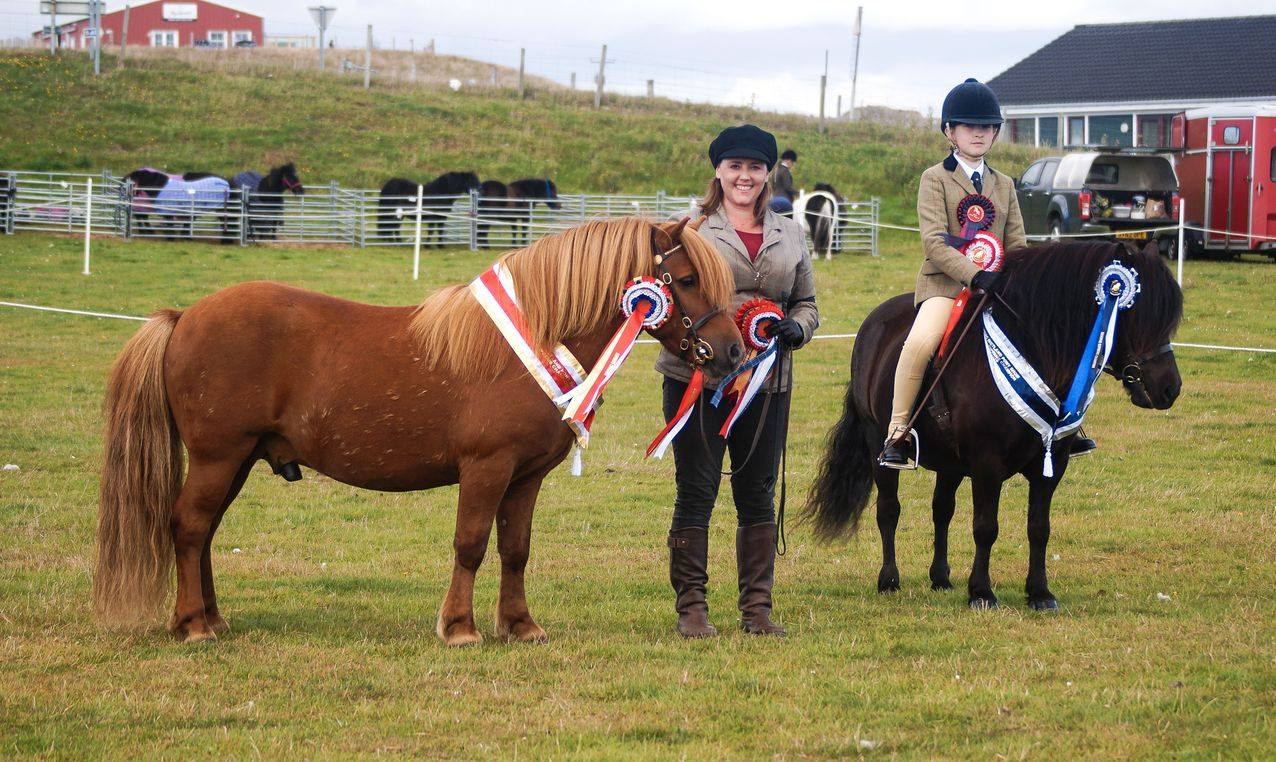 Viking Shetland Pony Show 2018 | Pony Breeders of Shetland Association