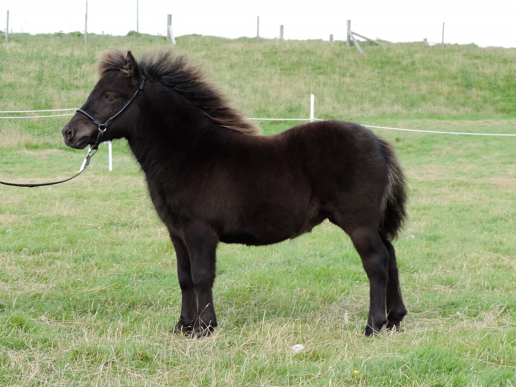 Viking Show 2019 | Pony Breeders of Shetland Association