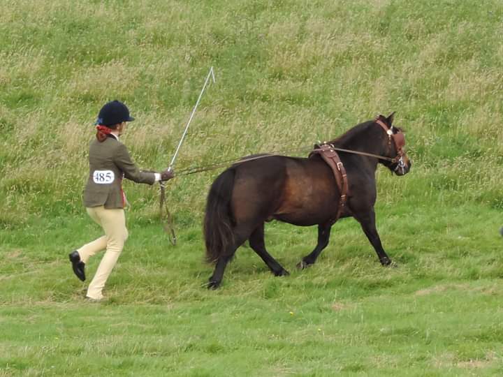 Viking Show 2019 | Pony Breeders of Shetland Association