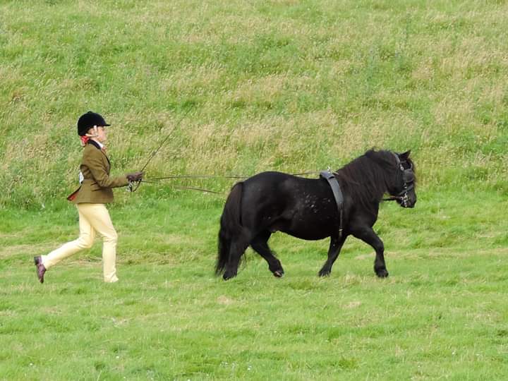 Viking Show 2019 | Pony Breeders of Shetland Association