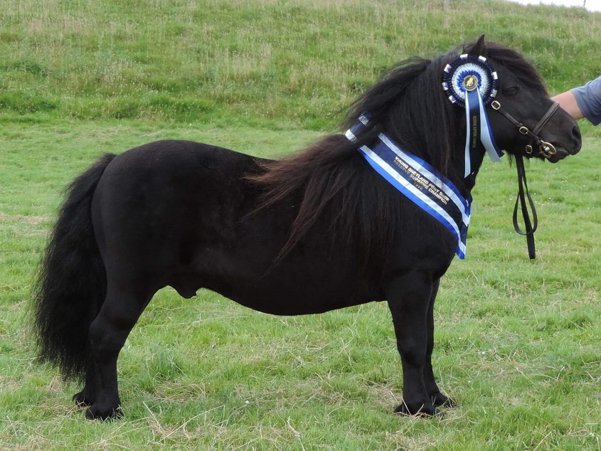 Viking Show 2019 | Pony Breeders of Shetland Association