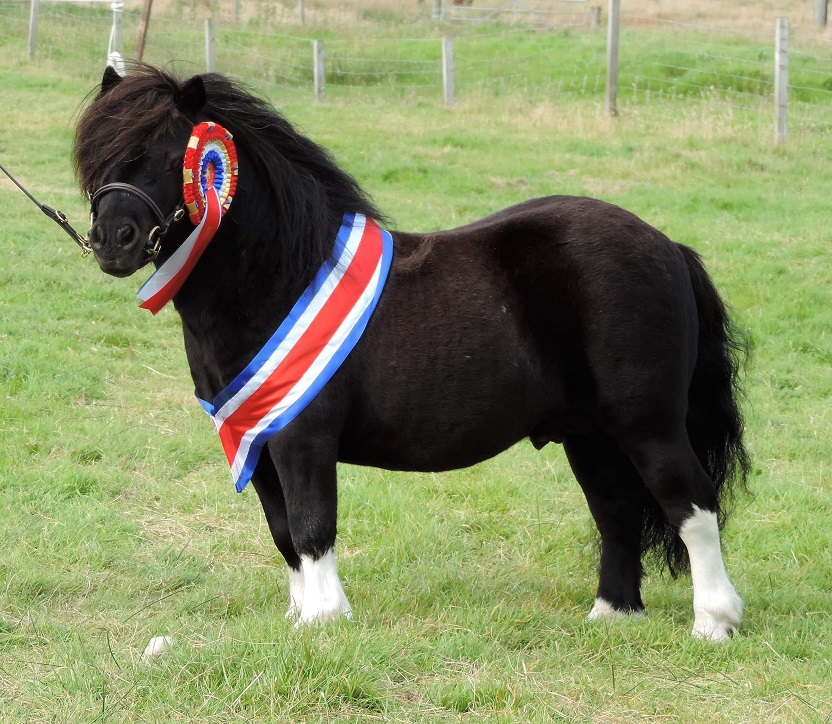 Viking Show 2019 | Pony Breeders of Shetland Association