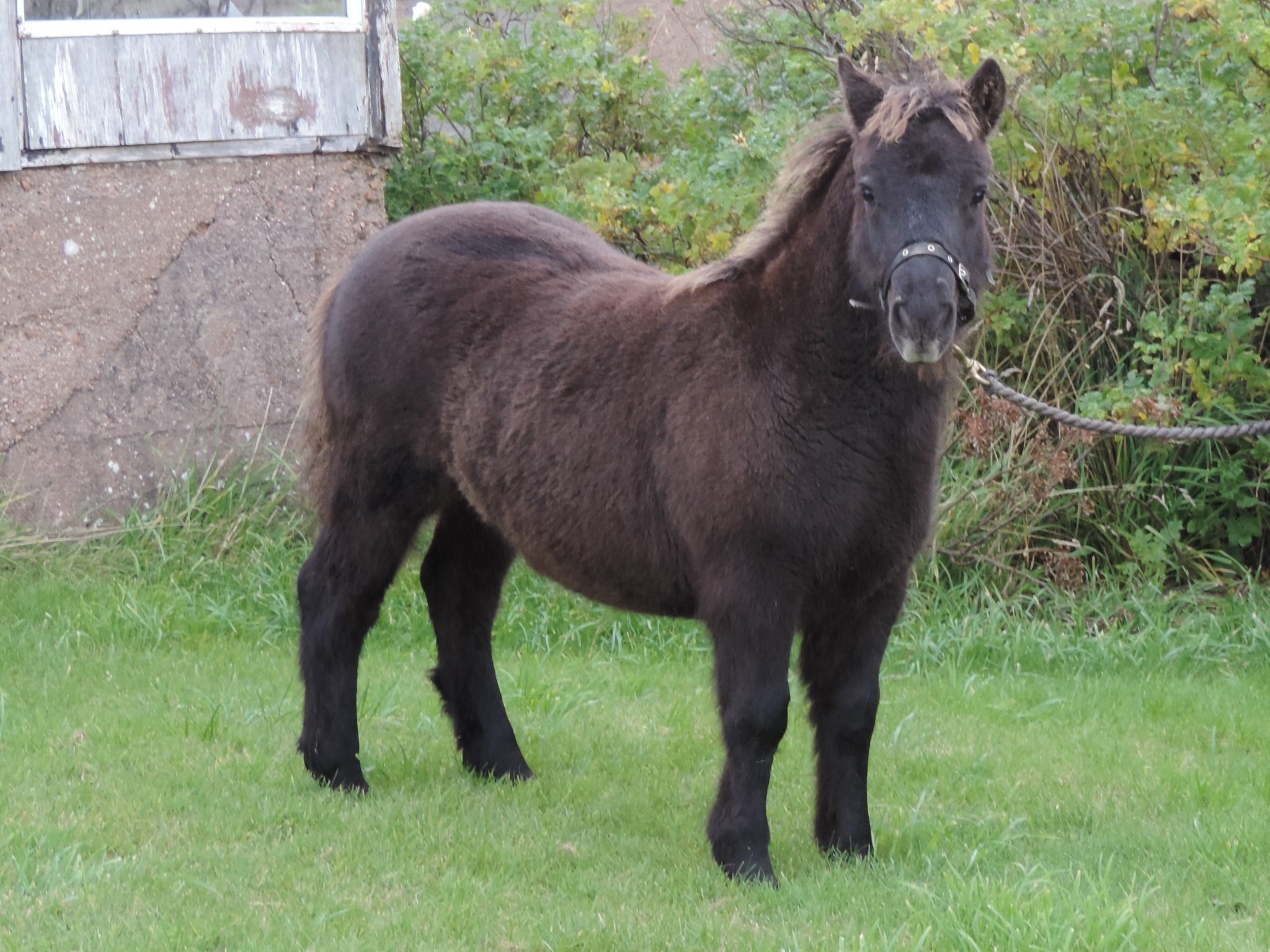 2020 | Pony Breeders of Shetland Association