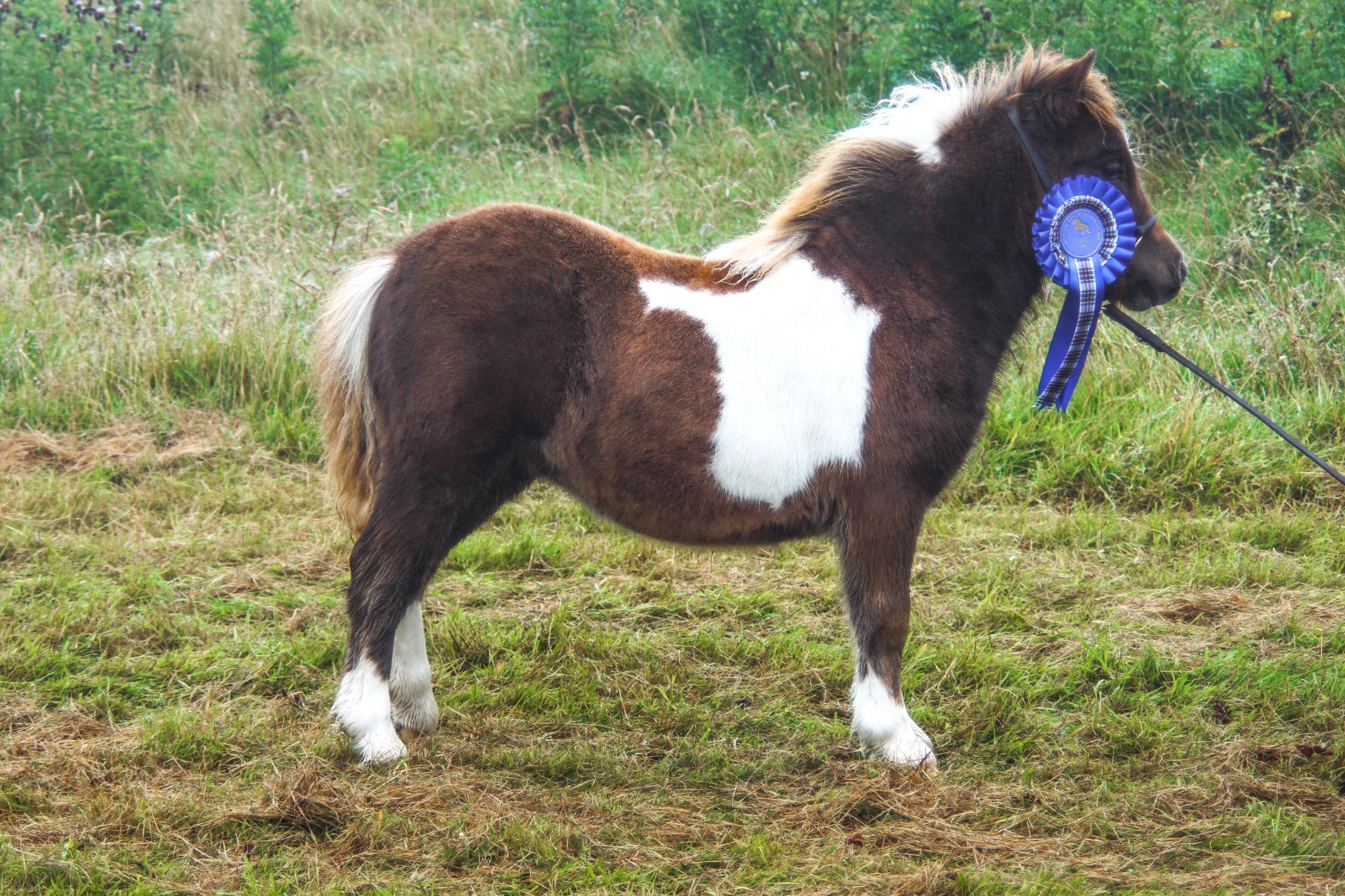 Viking Shetland Pony Show 2021 | Pony Breeders of Shetland Association