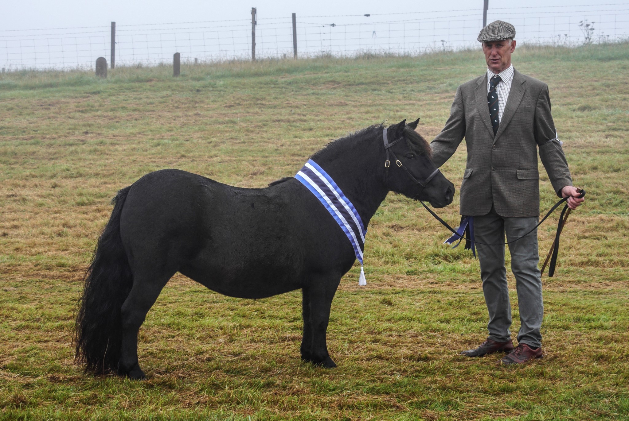 Viking Shetland Pony Show 2021 | Pony Breeders of Shetland Association