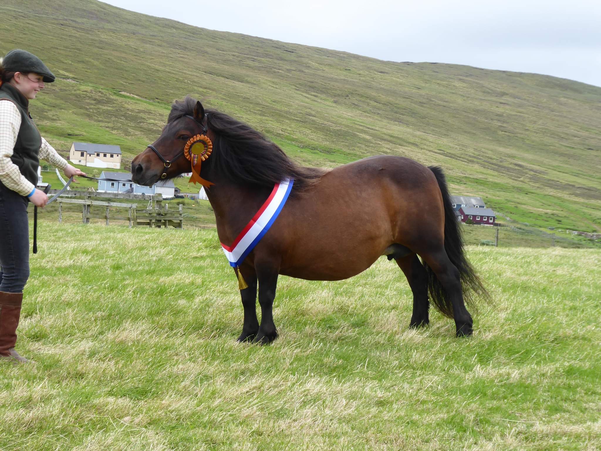 Voe Show 2022 | Pony Breeders of Shetland Association