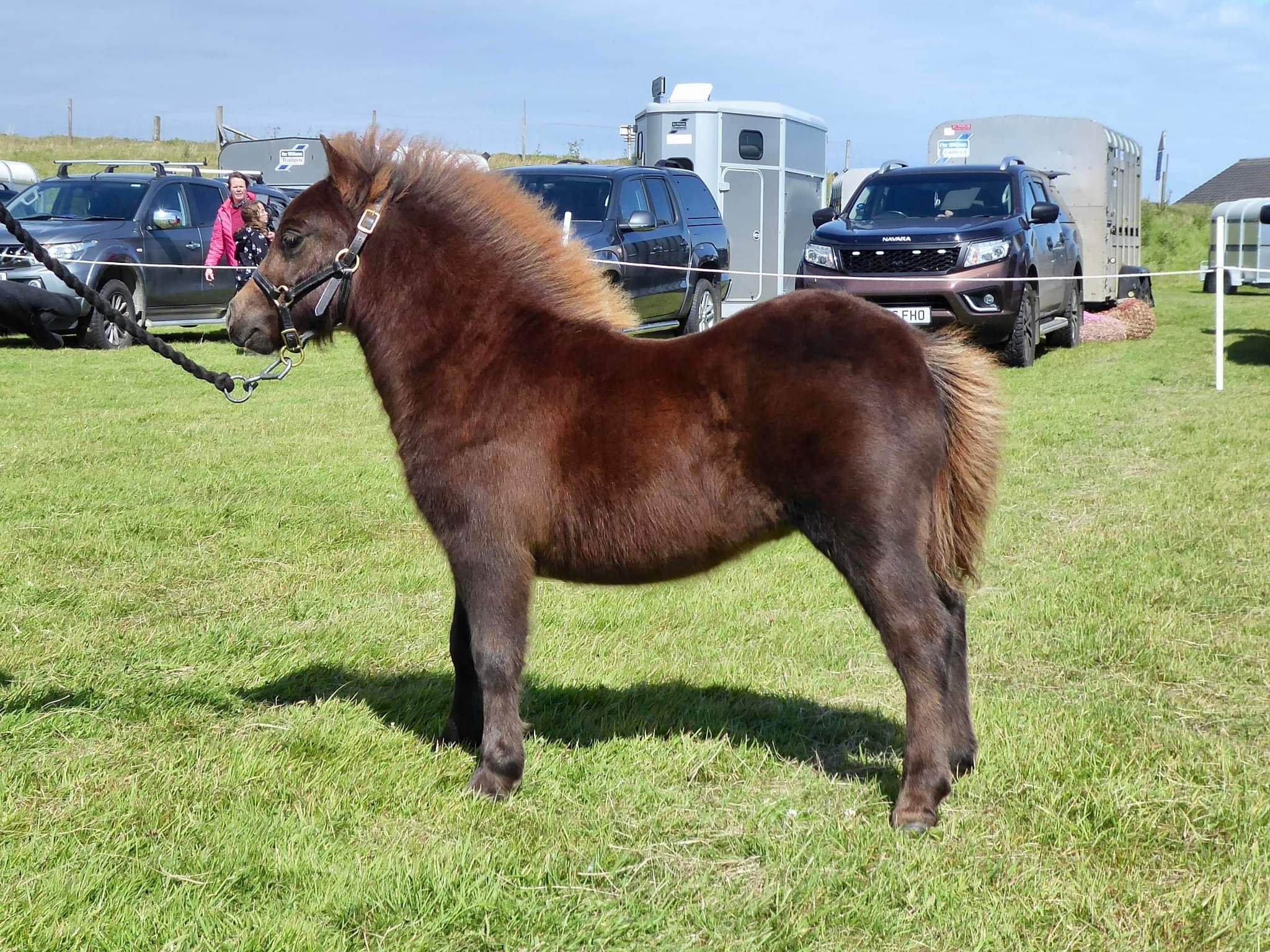 Cunningsburgh Show 2022 | Pony Breeders of Shetland Association