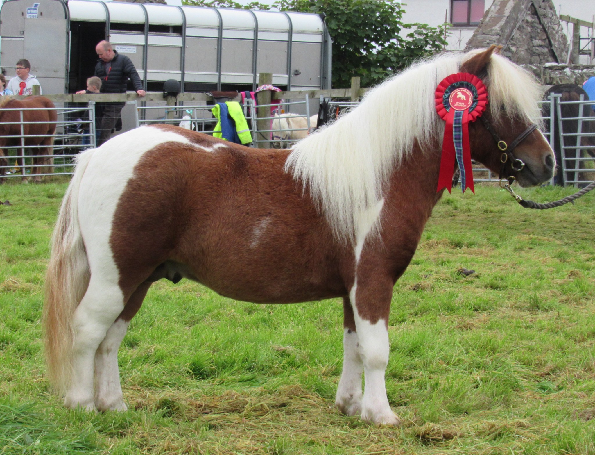 Walls Show 2022 | Pony Breeders of Shetland Association