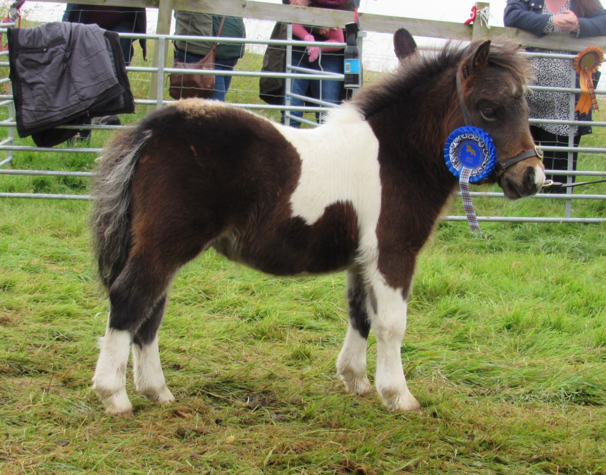 Walls Show 2022 | Pony Breeders of Shetland Association