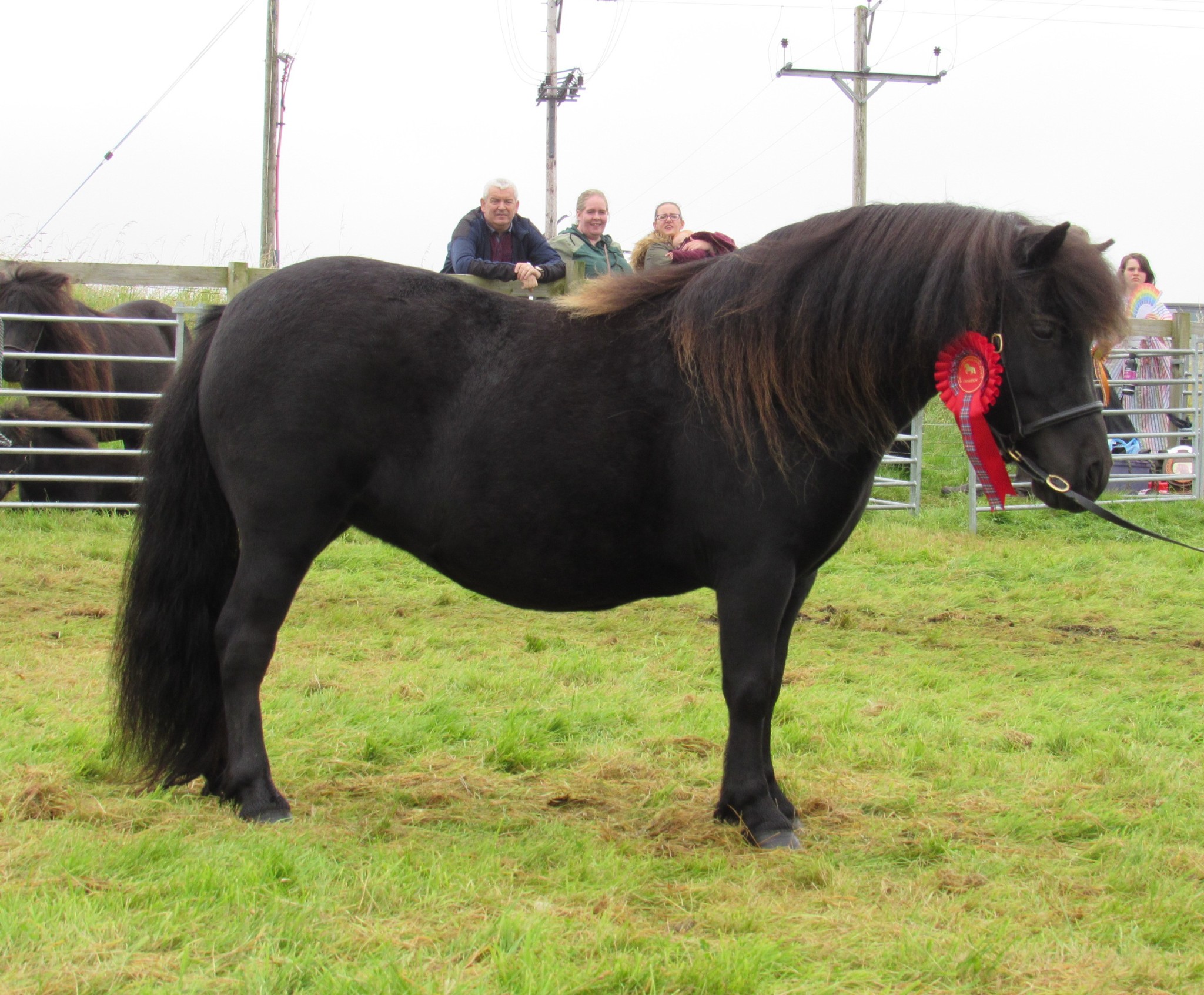 Walls Show 2022 | Pony Breeders of Shetland Association