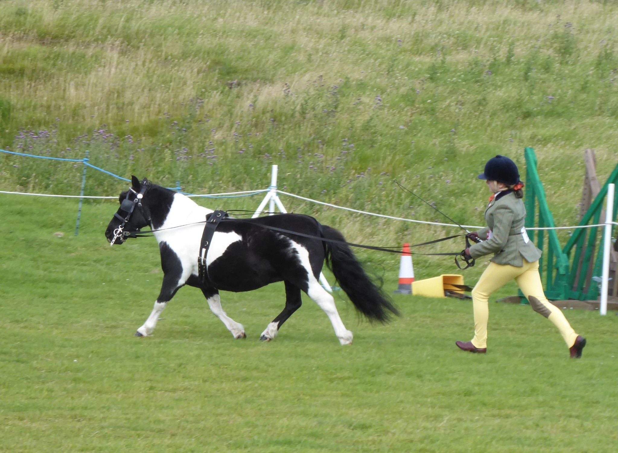 Viking Shetland Pony Show 2022 | Pony Breeders of Shetland Association