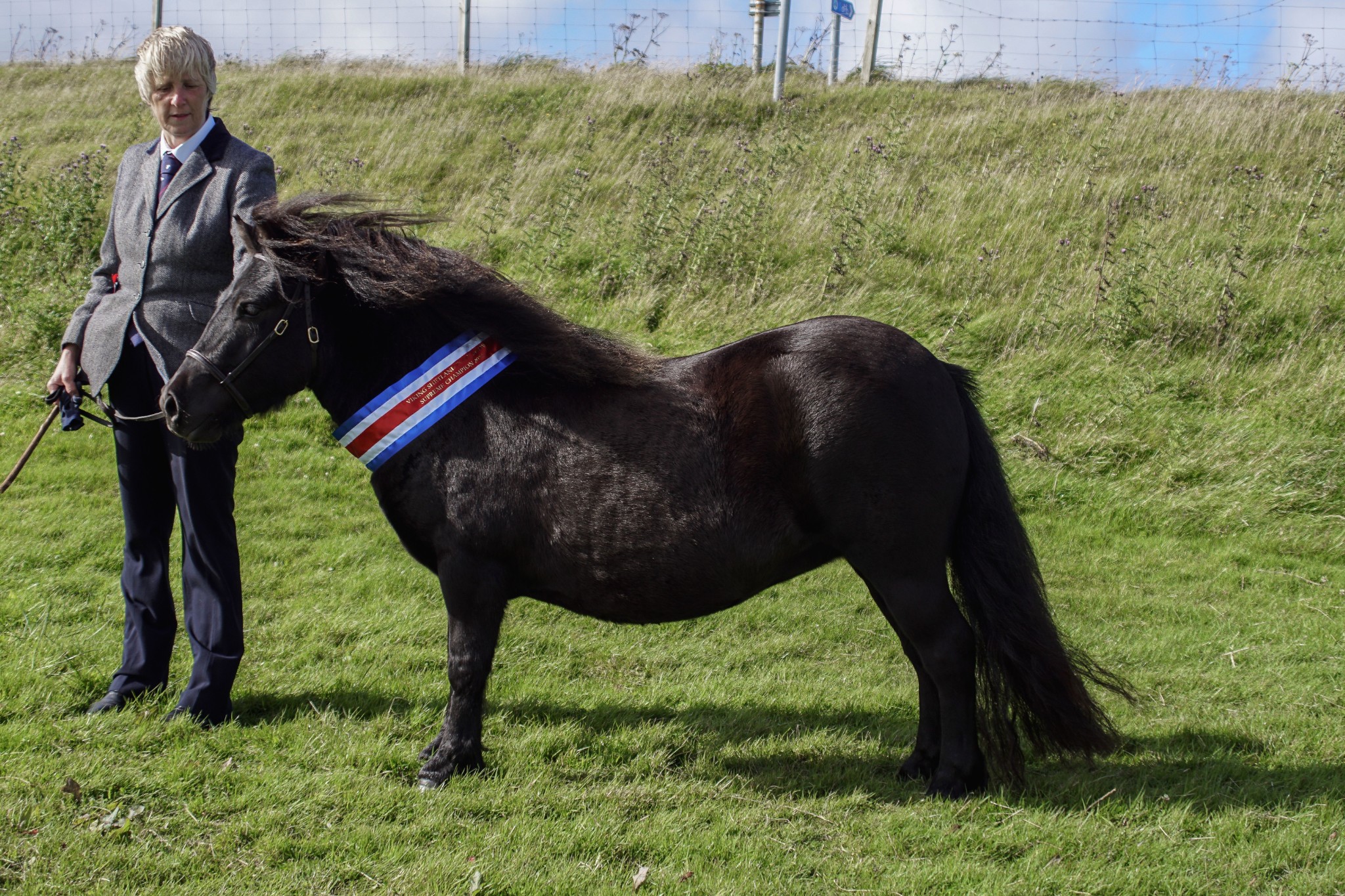 Viking Shetland Pony Show 2022 | Pony Breeders of Shetland Association