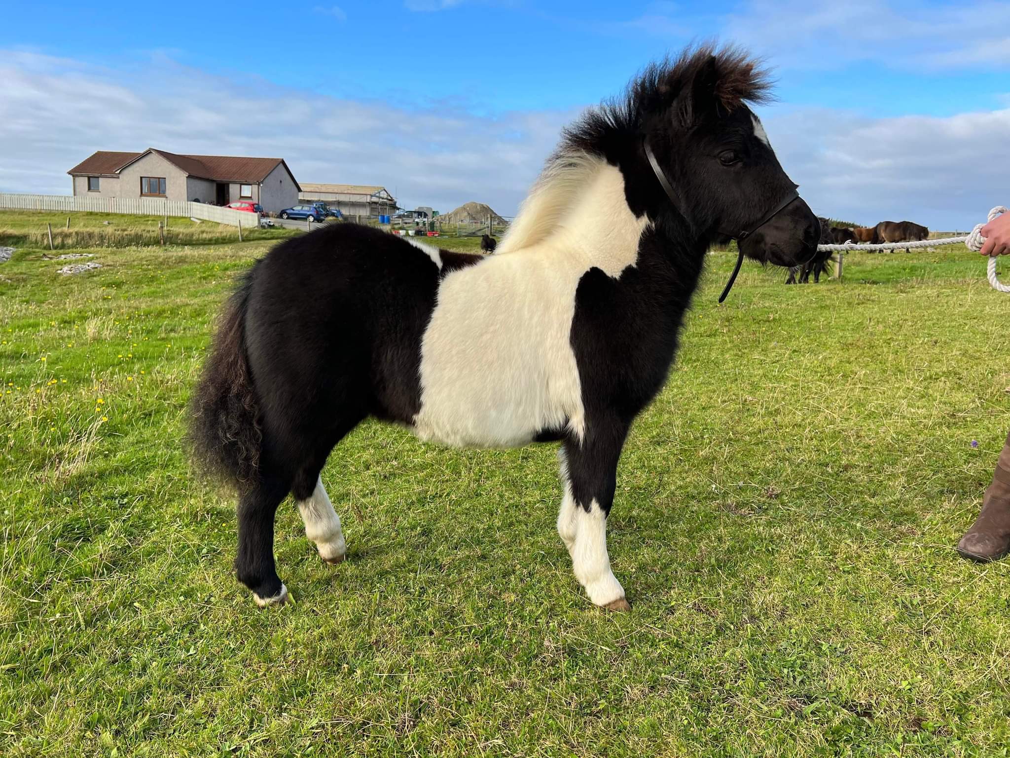 Unst Show 2022 | Pony Breeders of Shetland Association