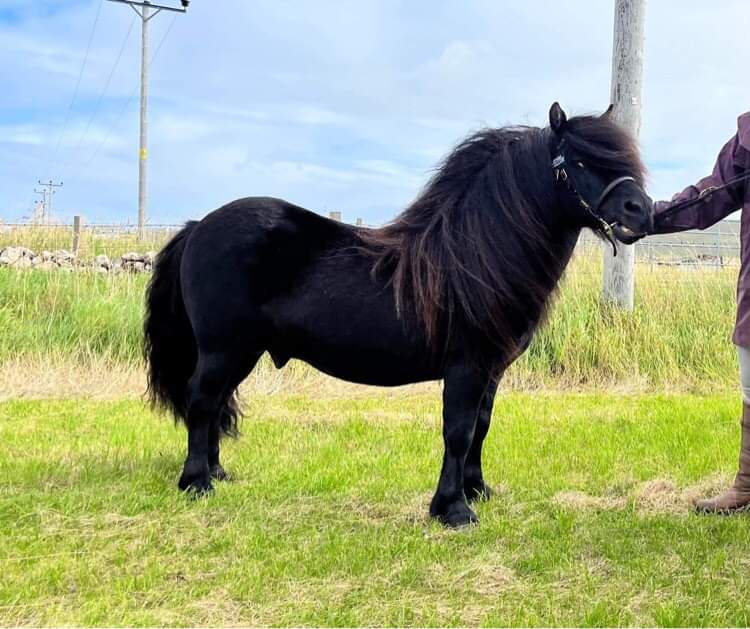 Unst Show 2022 | Pony Breeders of Shetland Association