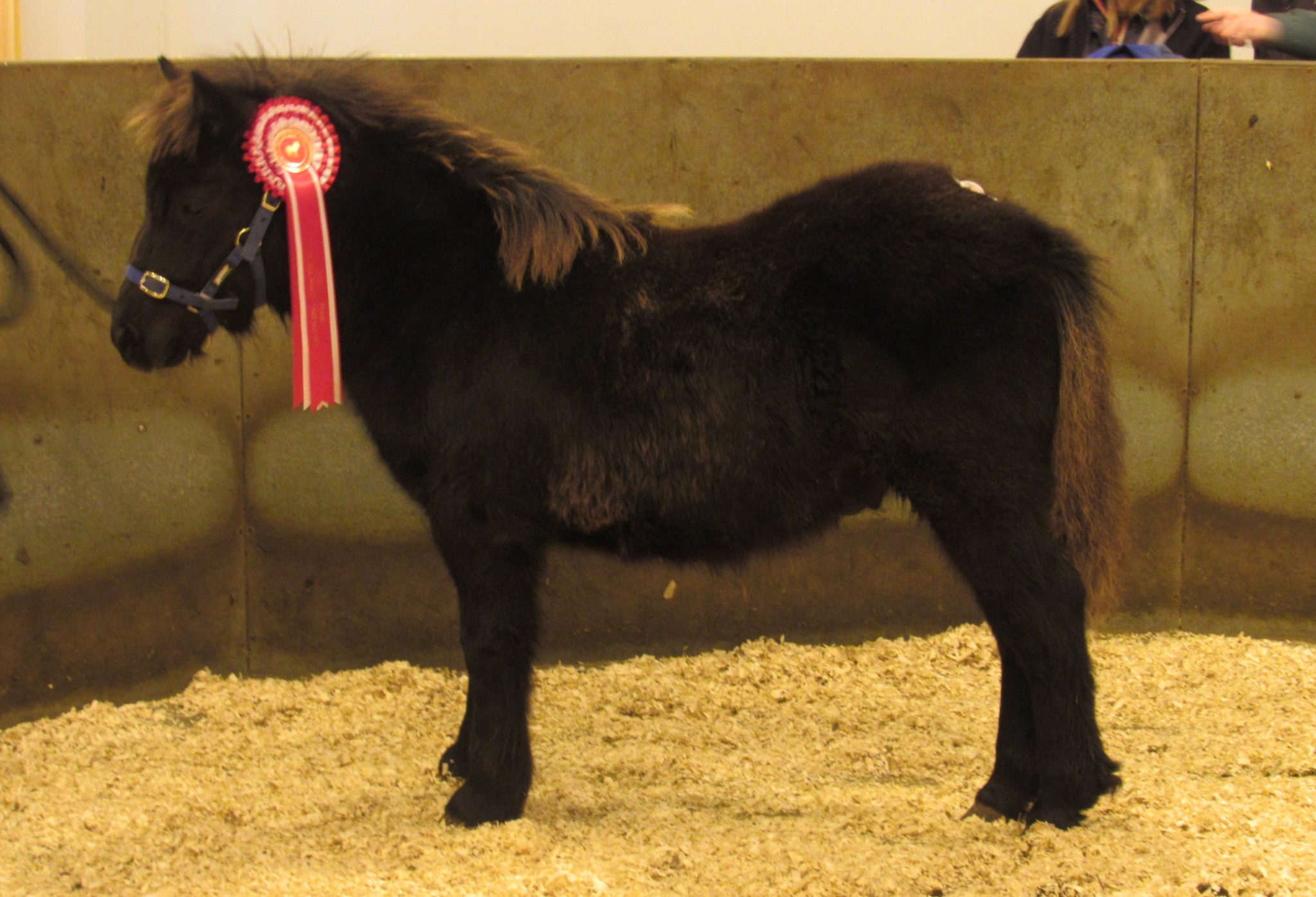 2022 | Pony Breeders of Shetland Association