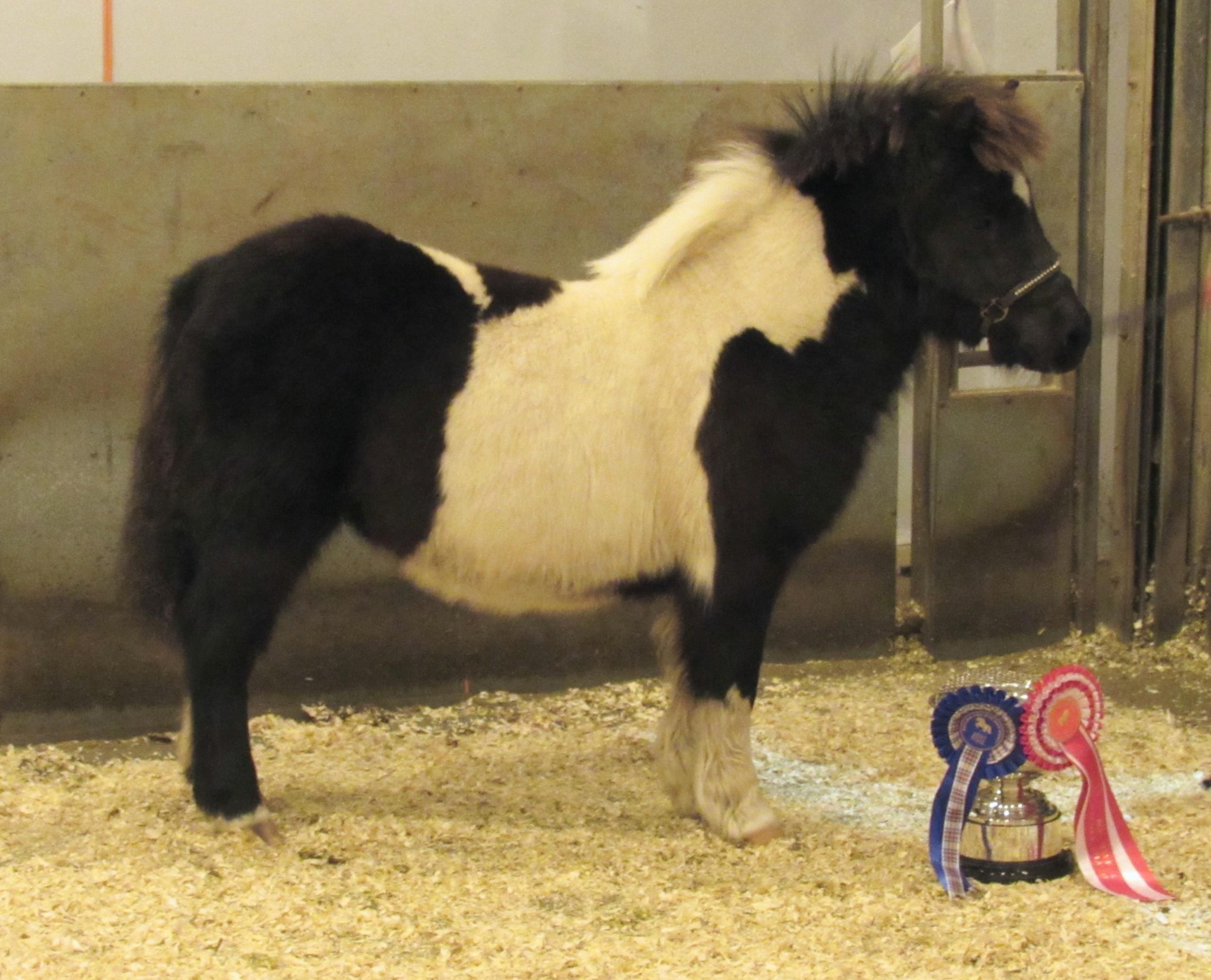 2022 | Pony Breeders of Shetland Association