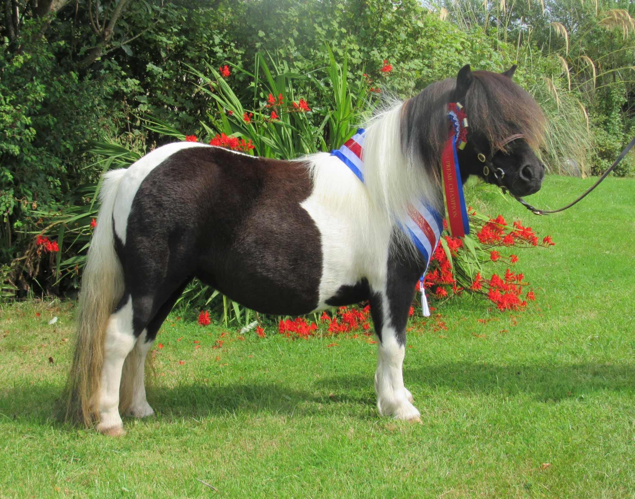 Viking Shetland Pony Show 2023 | Pony Breeders of Shetland Association