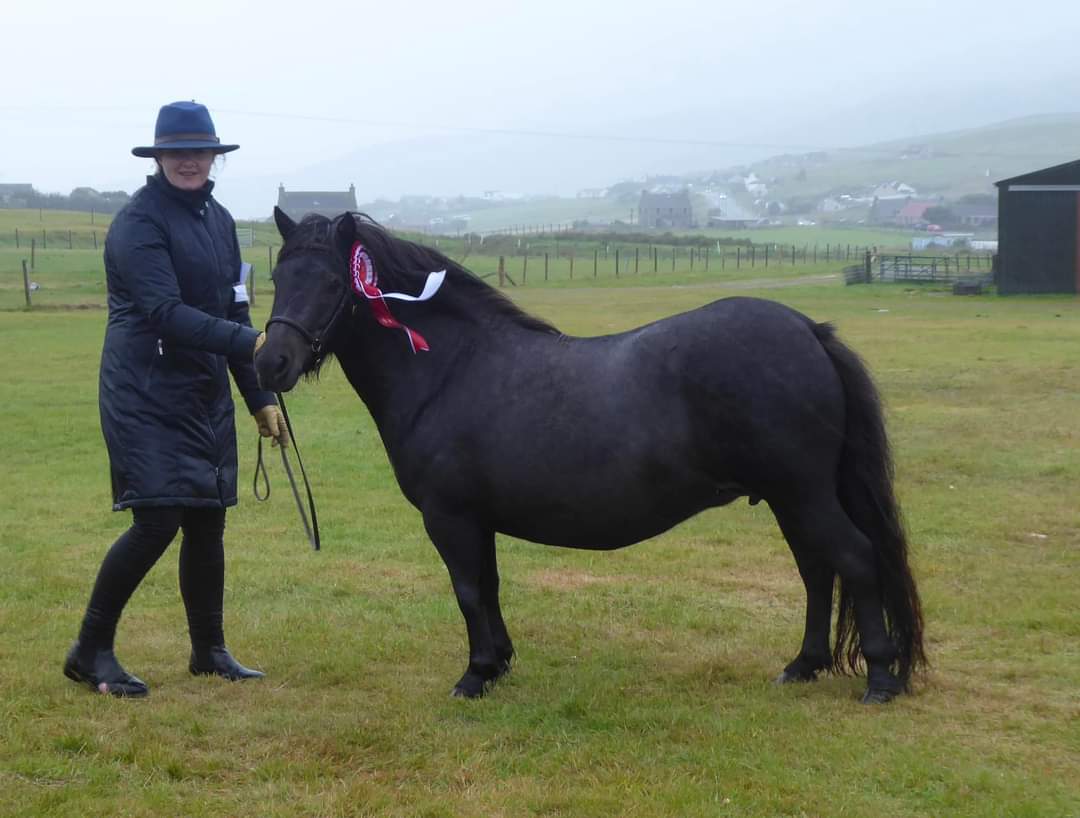 Viking Shetland Pony Show 2023 | Pony Breeders of Shetland Association