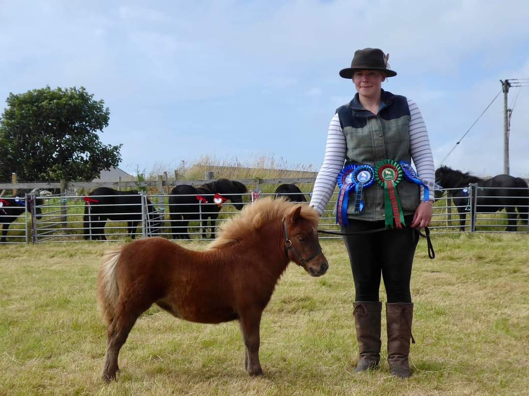 Walls Show 2023 | Pony Breeders of Shetland Association