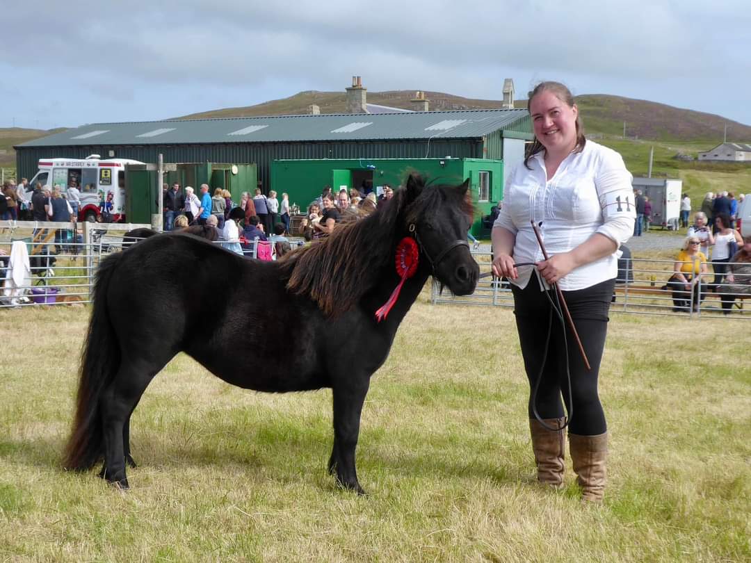 Walls Show 2023 | Pony Breeders of Shetland Association