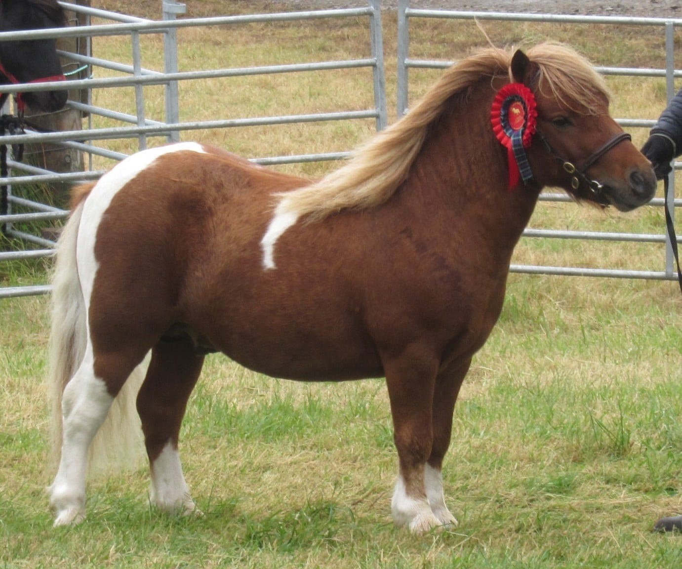 Walls Show 2024 | Pony Breeders of Shetland Association