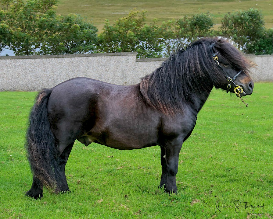 Successful Stallions | Pony Breeders of Shetland Association